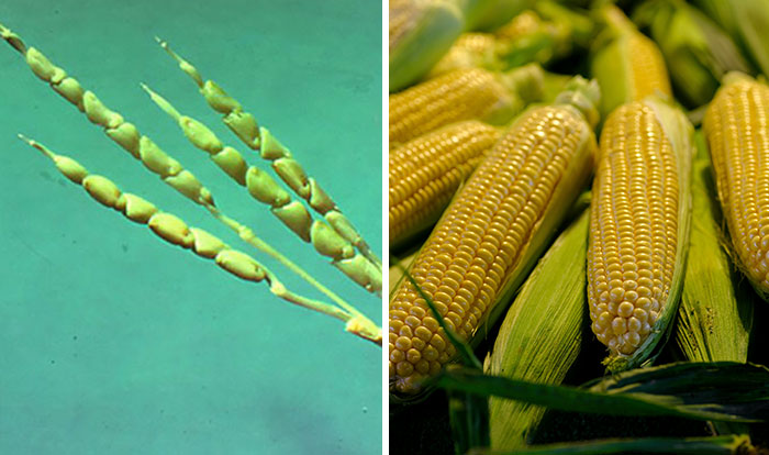 Here Are 14 Photos Of Fruits And Veggies Before And After Humans ...