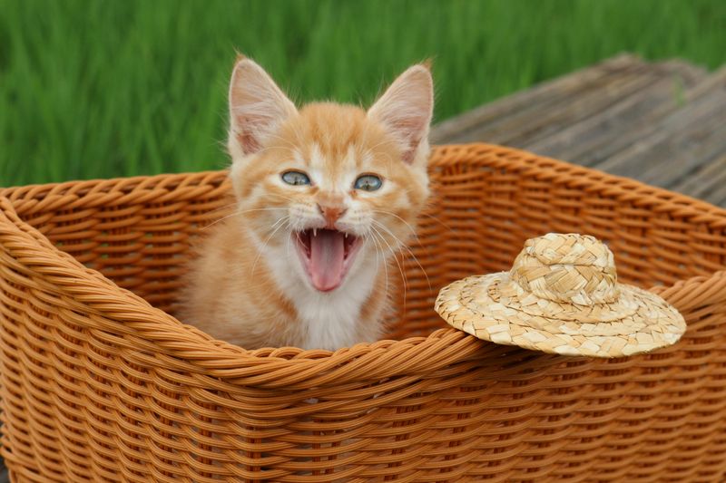 7 Mistakes That Hurt Your Cat’s Feelings And 5 Things That Cheer Them Up