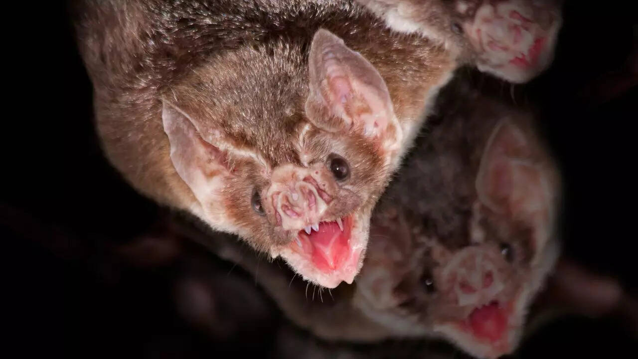 5 things you didn’t know about bats— the 4th one is mind-blowing