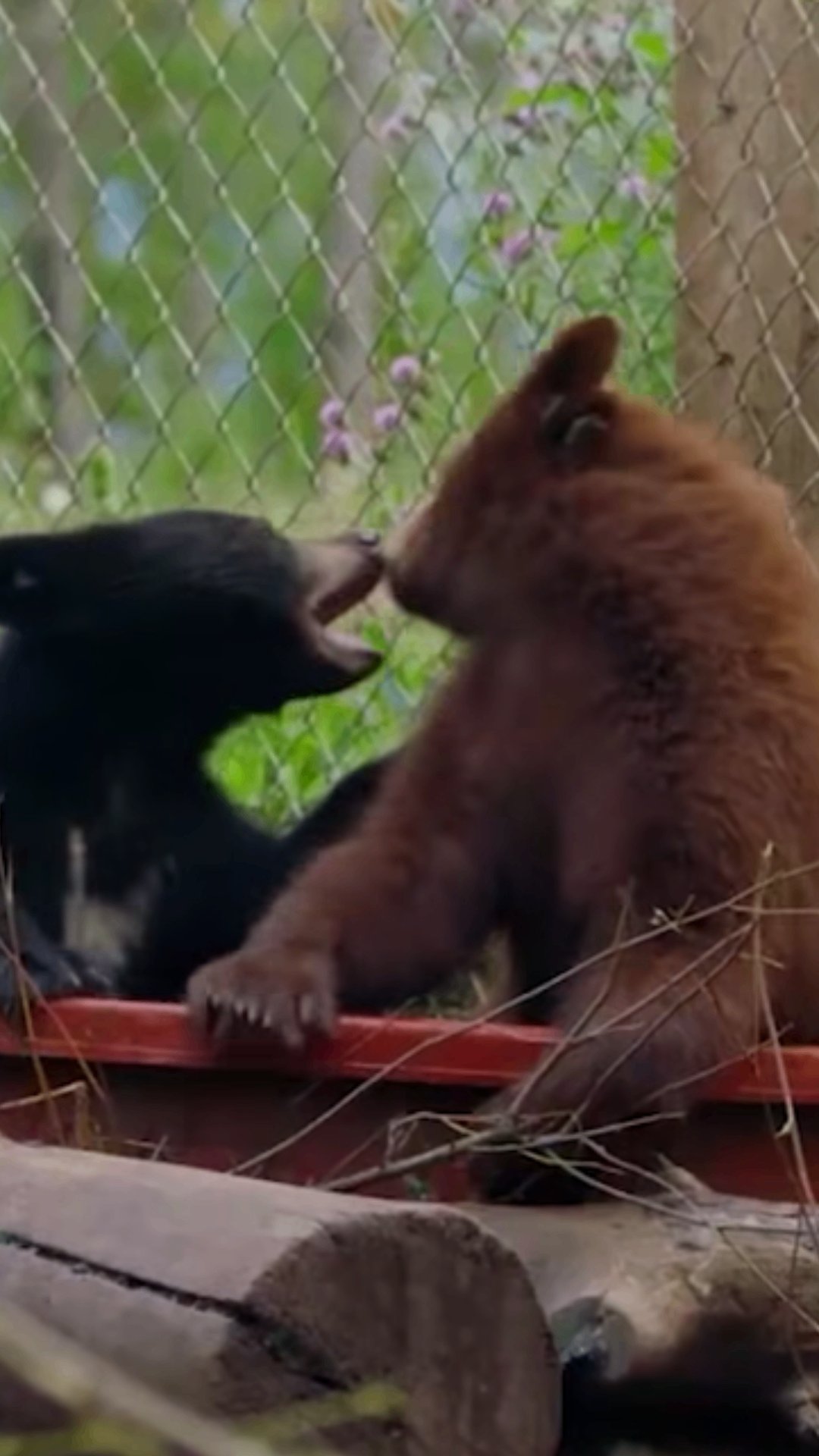 There Are 16 Bears In The Shelter!