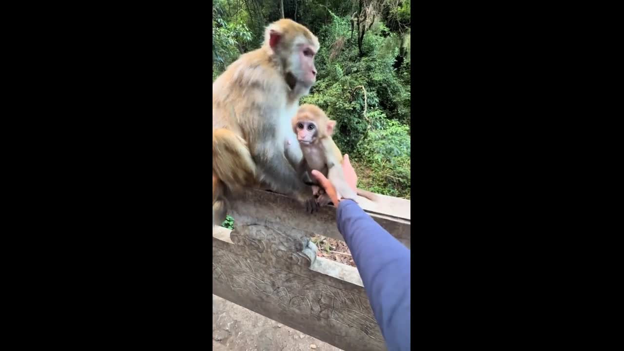Protective mother monkey guards her baby from visitor in Guizhou, China