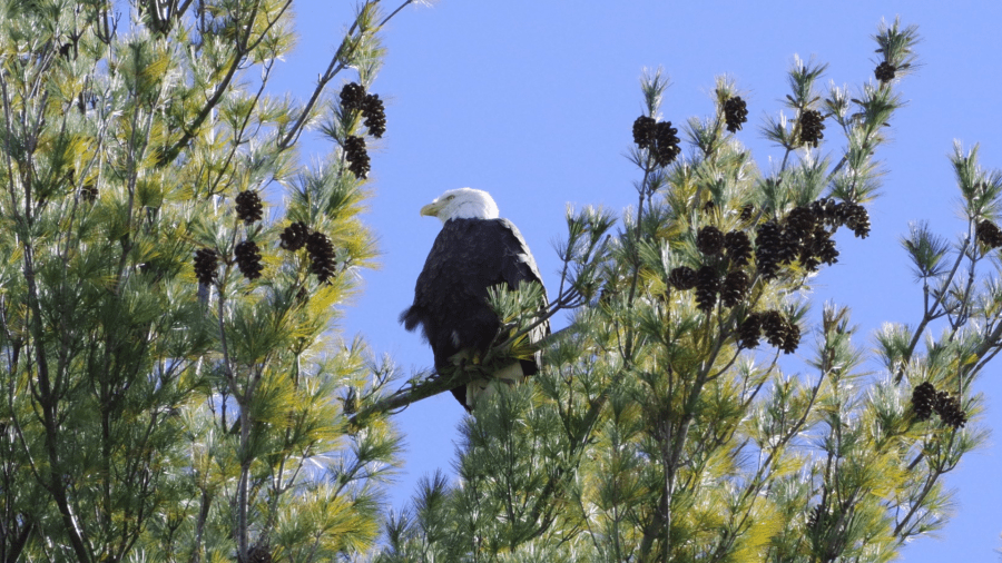 PHOTO: Bald eagle spotted in Springfield