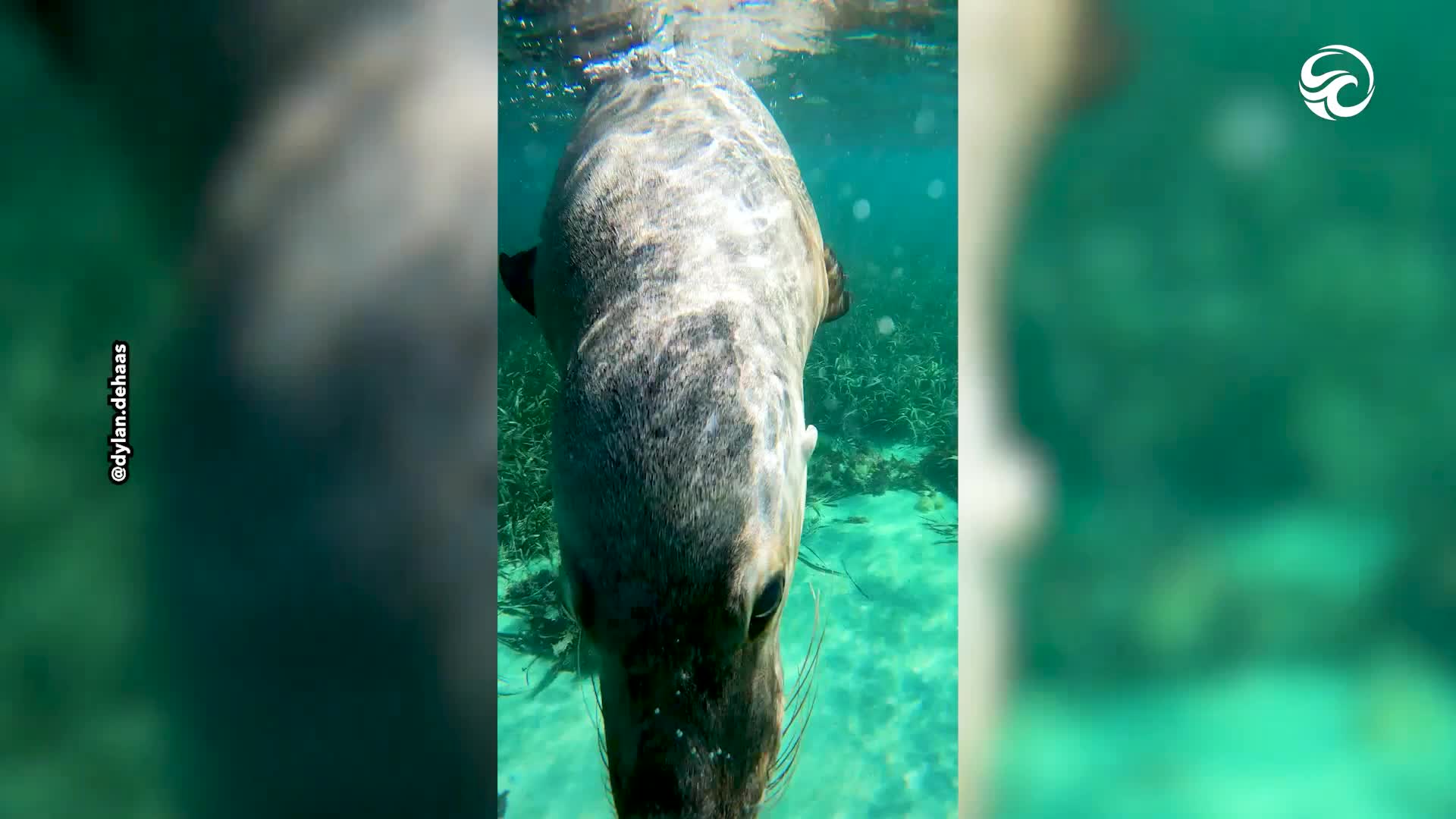 Diving with friendly seals