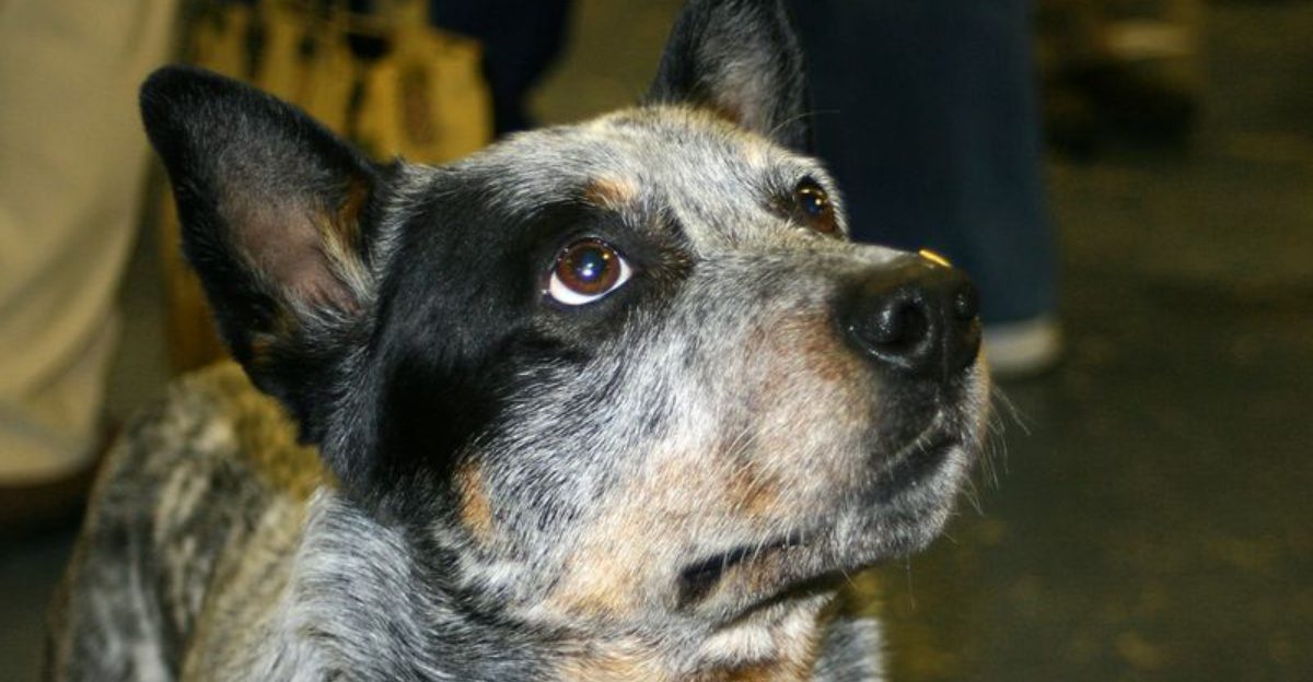 28 Dog Breeds That Demand Patience, Skill, and Leadership