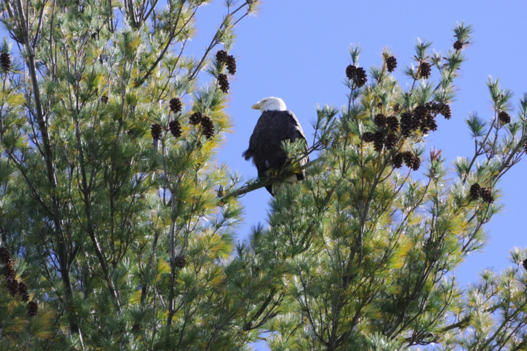 PHOTO: Bald eagle spotted in Springfield
