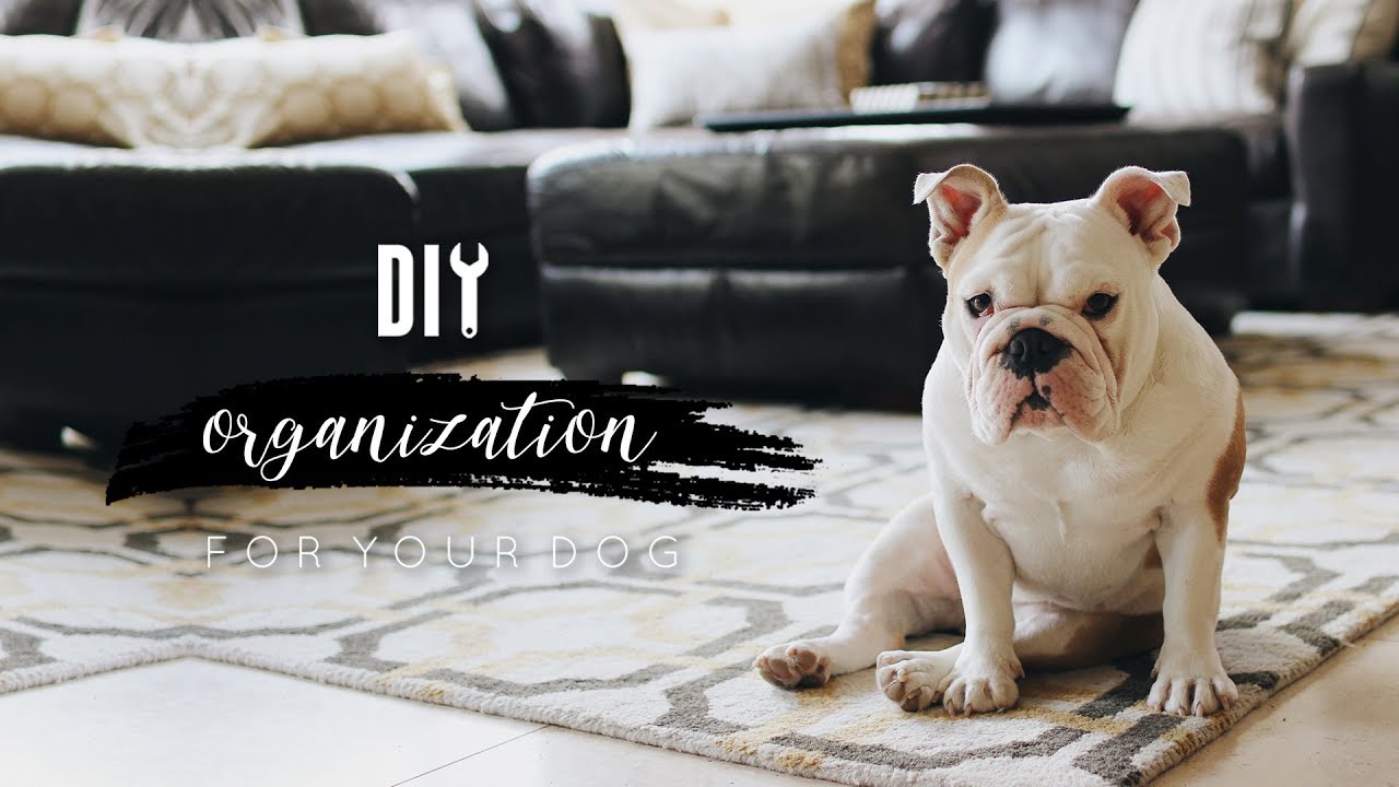 How I keep my chewer happy and healthy