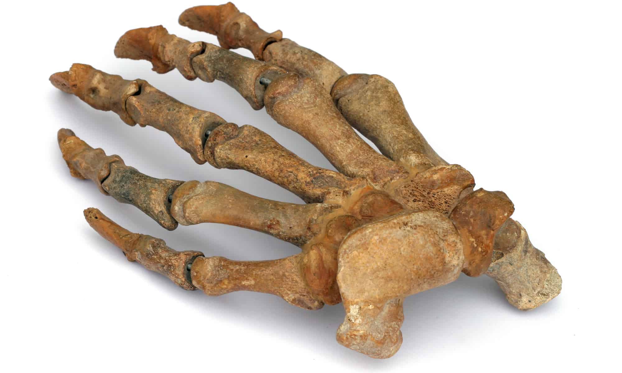 The Legendary Size of Ancient Cave Bears: A Closer Look At This ...
