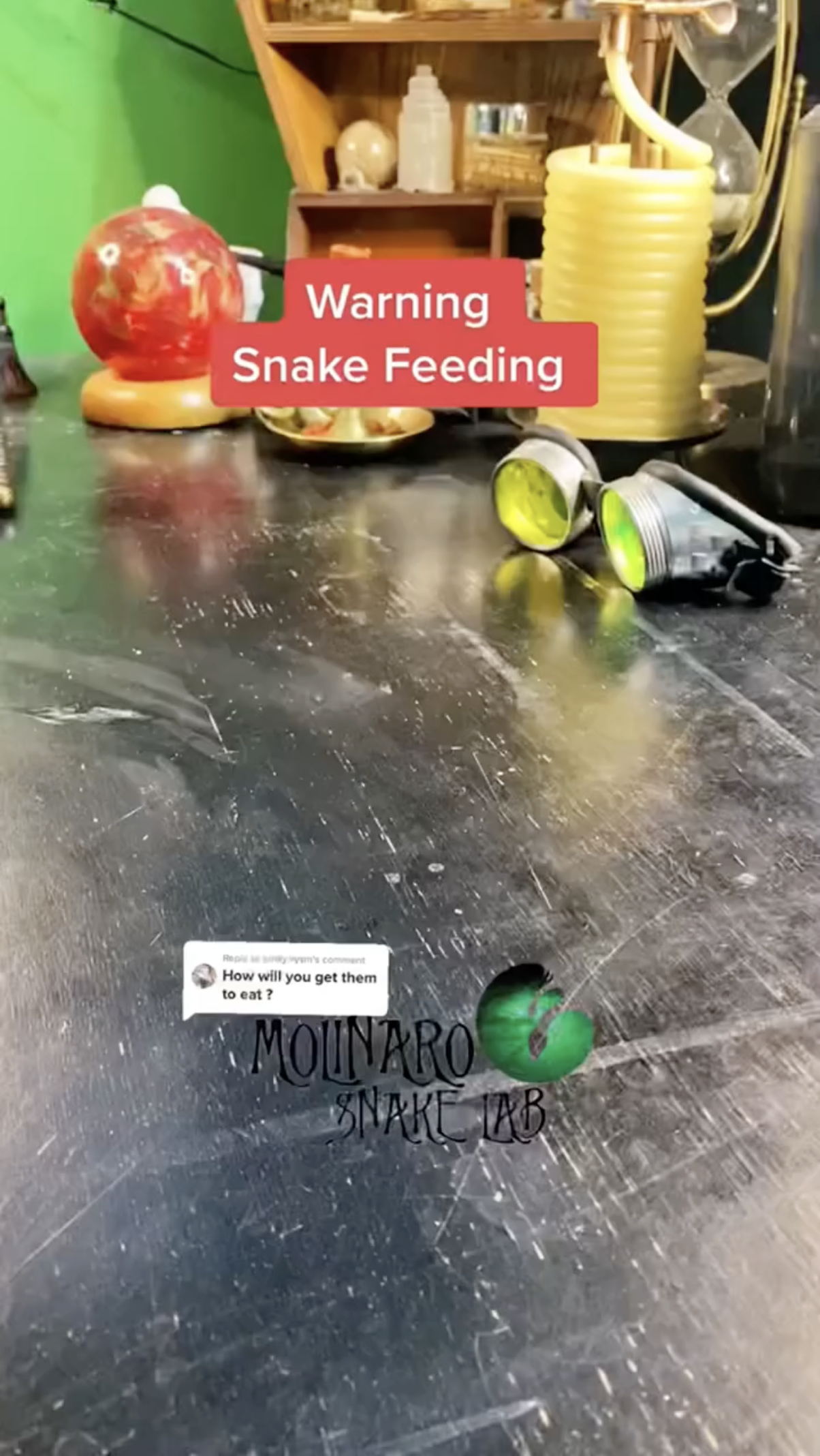 This Snake Feeding Trick Is Amazing