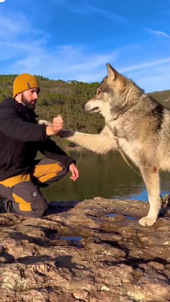 Sharing a Quiet Bond with My Wolf Companion in Nature