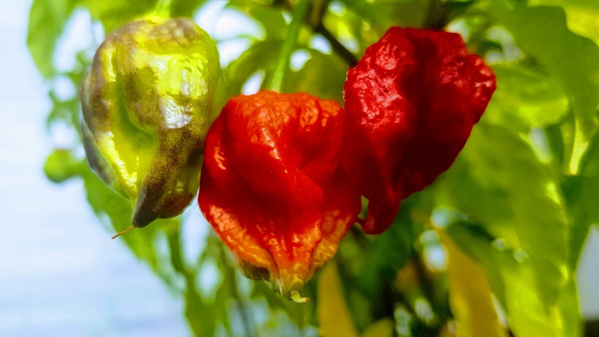 Top Hottest Peppers Of The World