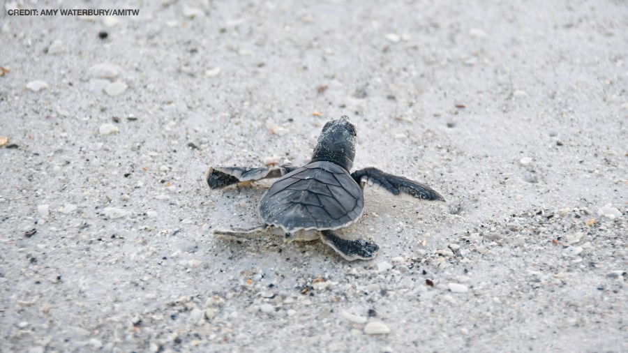 St. Pete Beach bar fined for turtle light violations, claims ...