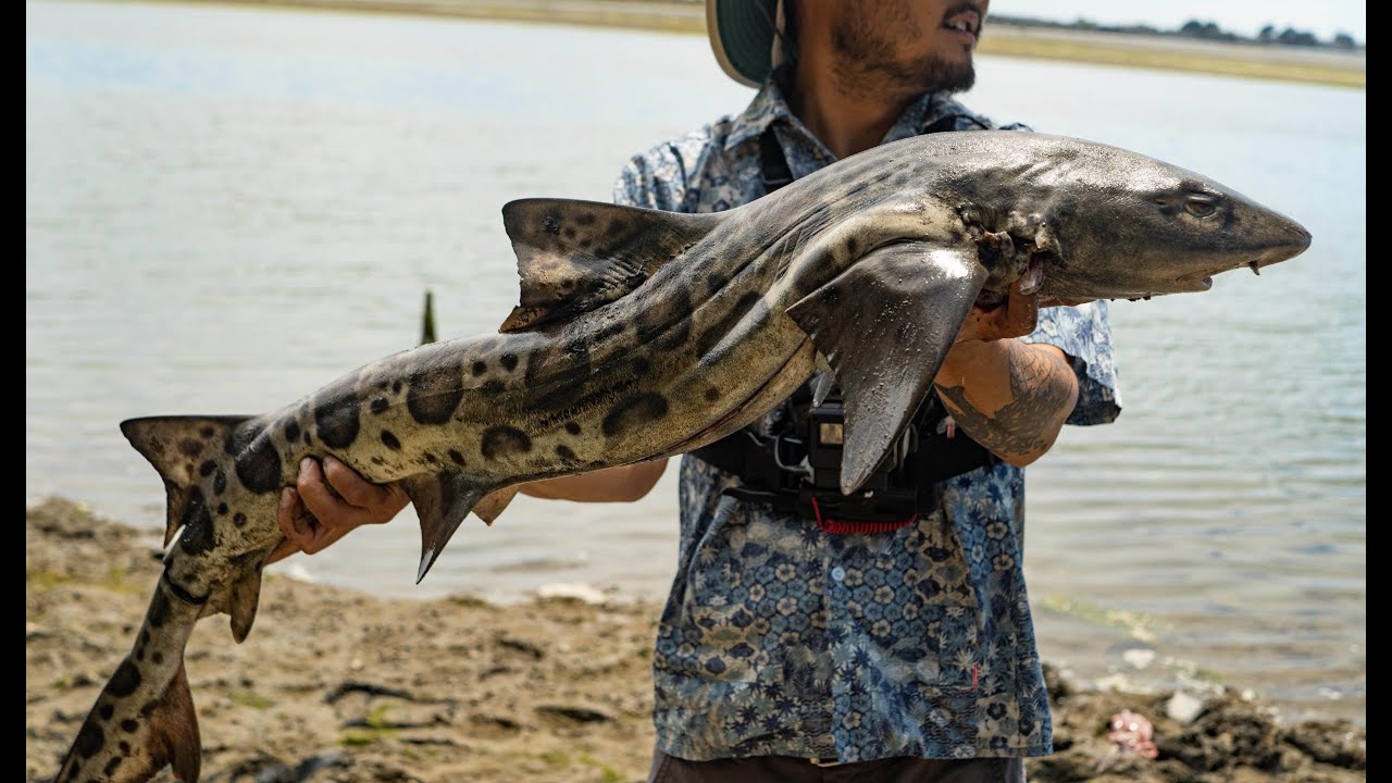 Shark catch and cook | How to properly harvest a leopard shark