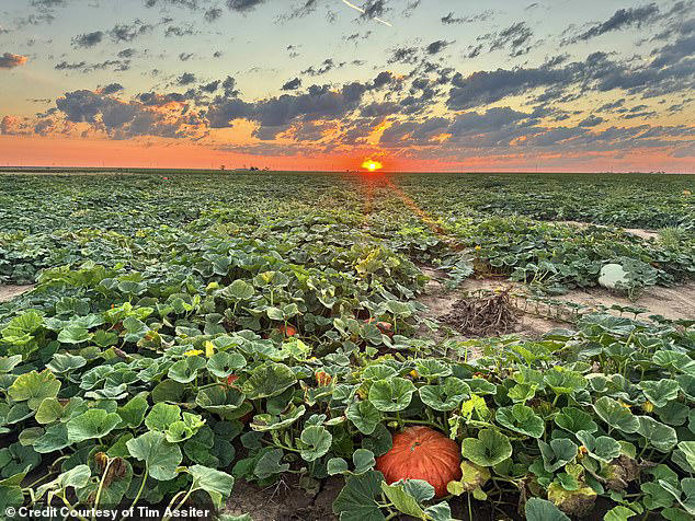The rise of tiny Texas town that became the 'pumpkin capital of America ...