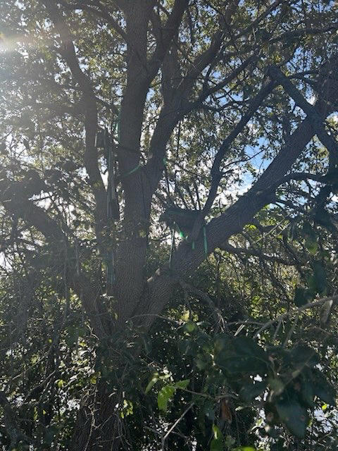 FBI probes hunting stand with sight line on Air Force One in Florida