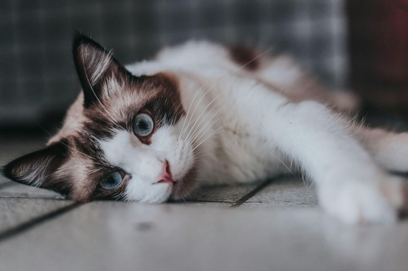 11 Cat Breeds That Create Strong Emotional Bonds With Their Humans