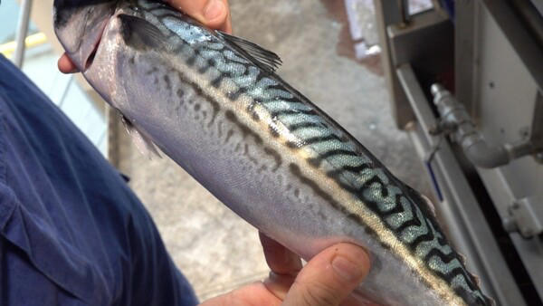 30분의 신선함, 24시간의 정밀함…EBS가 본 노르웨이 수산업