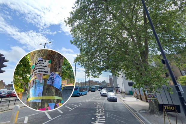 Much-loved Southend tree granted temporary protection from development ...