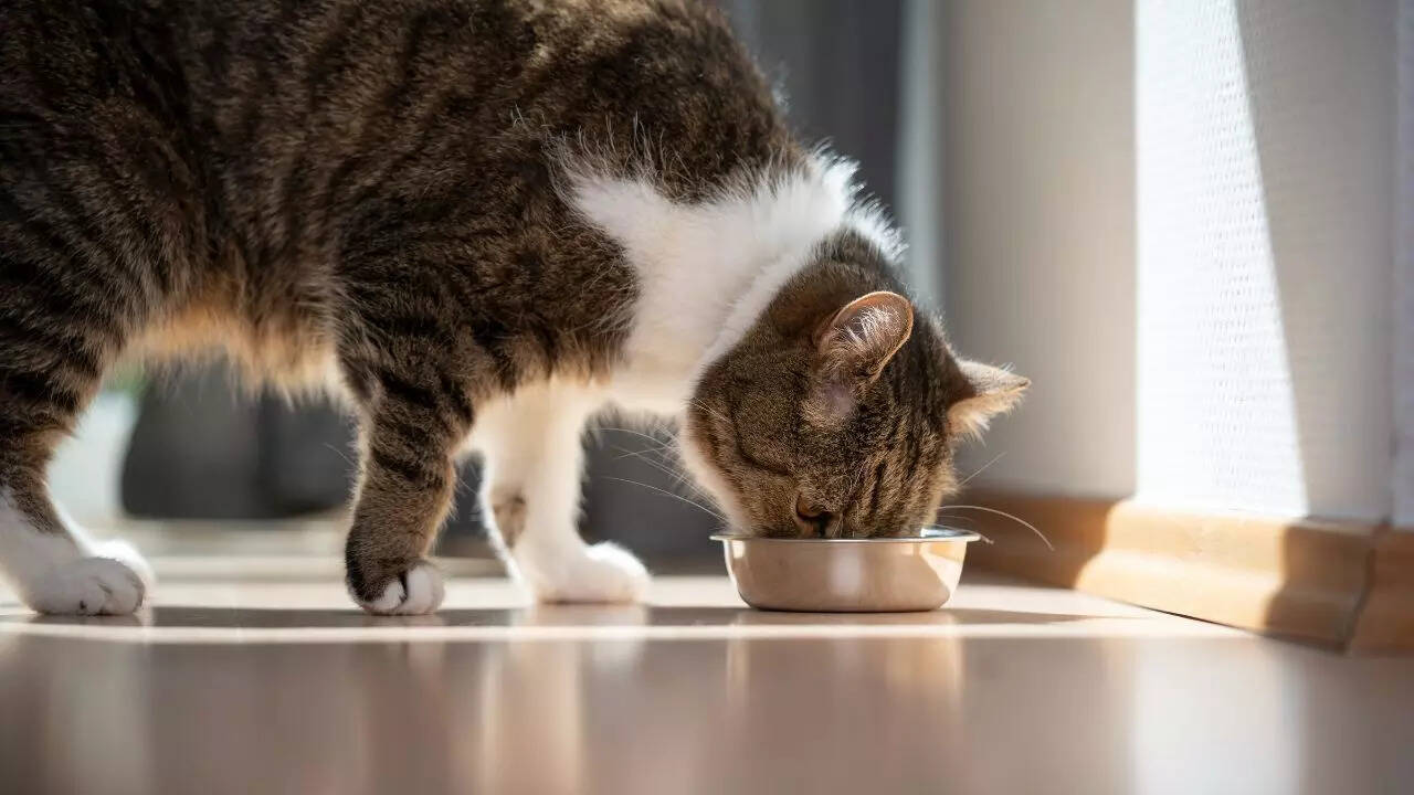 Essential cat food ingredients: 5 must-have nutrients and 5 harmful ...