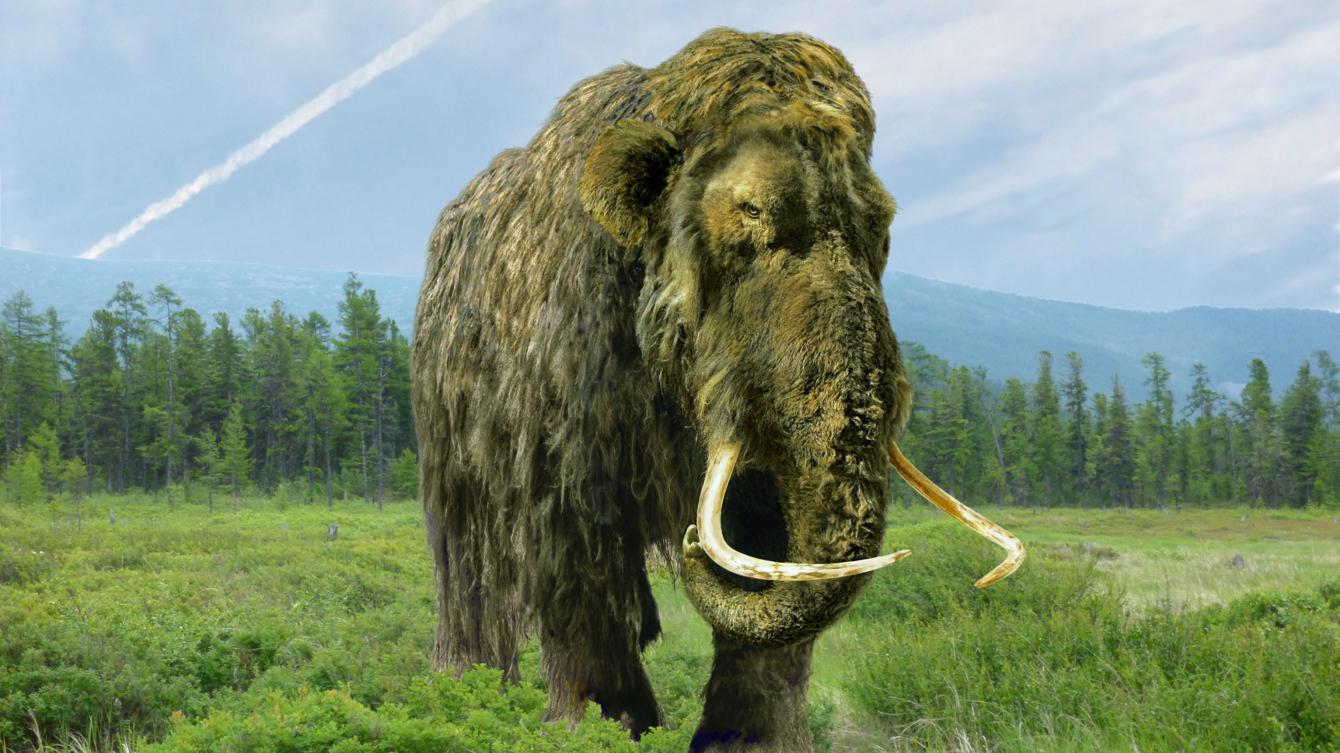 What If Woolly Mammoths Never Went Extinct?