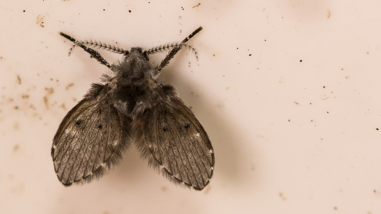 The Easy Way To Tell If You Have Drain Flies In Your Sink (& How To Get ...