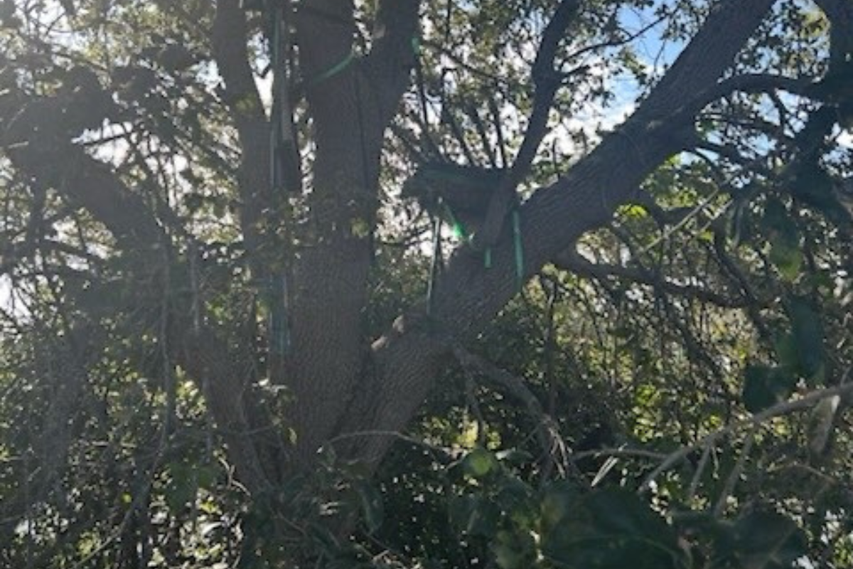 FBI investigating ‘suspicious’ hunting stand with sightline to Trump’s ...