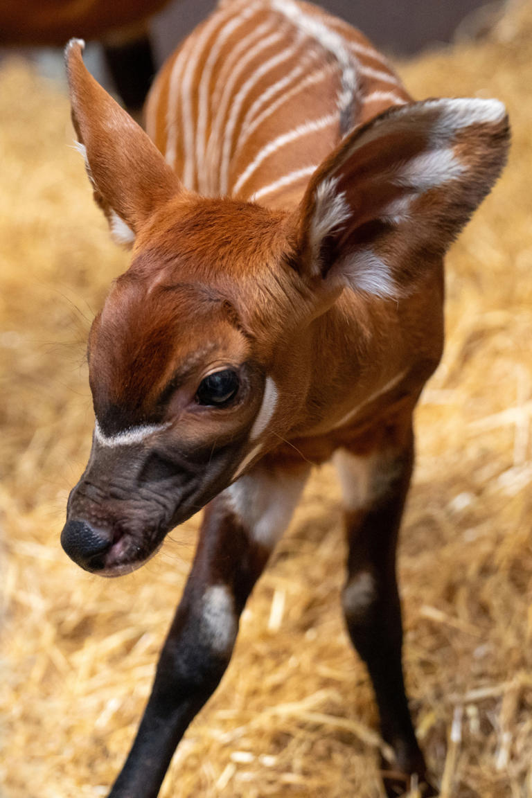Birth of rare female eastern mountain bongo ‘significant milestone’ for ...