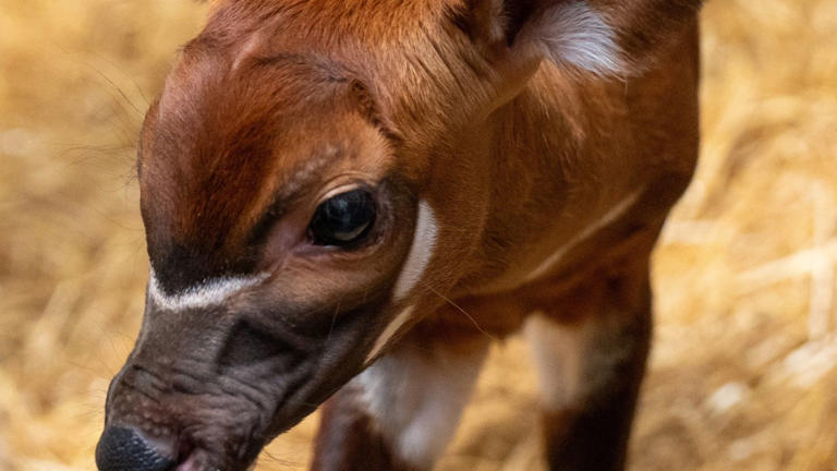Birth of rare female eastern mountain bongo ‘significant milestone’ for ...