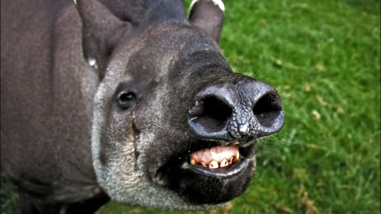 How Evolution Engineered These Animals to Survive the Impossible