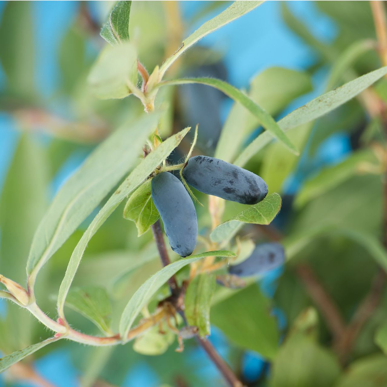 5 unusual fruits to grow in your garden for unique but delicious ...
