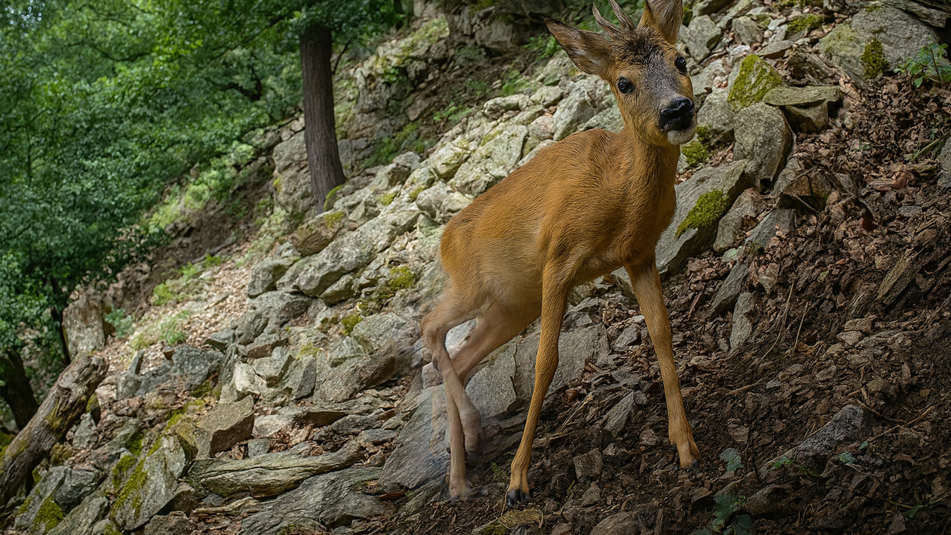 Camera Trap Footage From Several Spots in the Wild – Here’s What It Saw