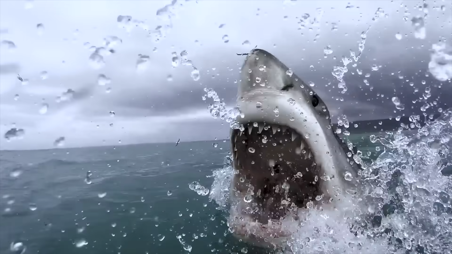 How one man survived shark attack in freezing ocean waters