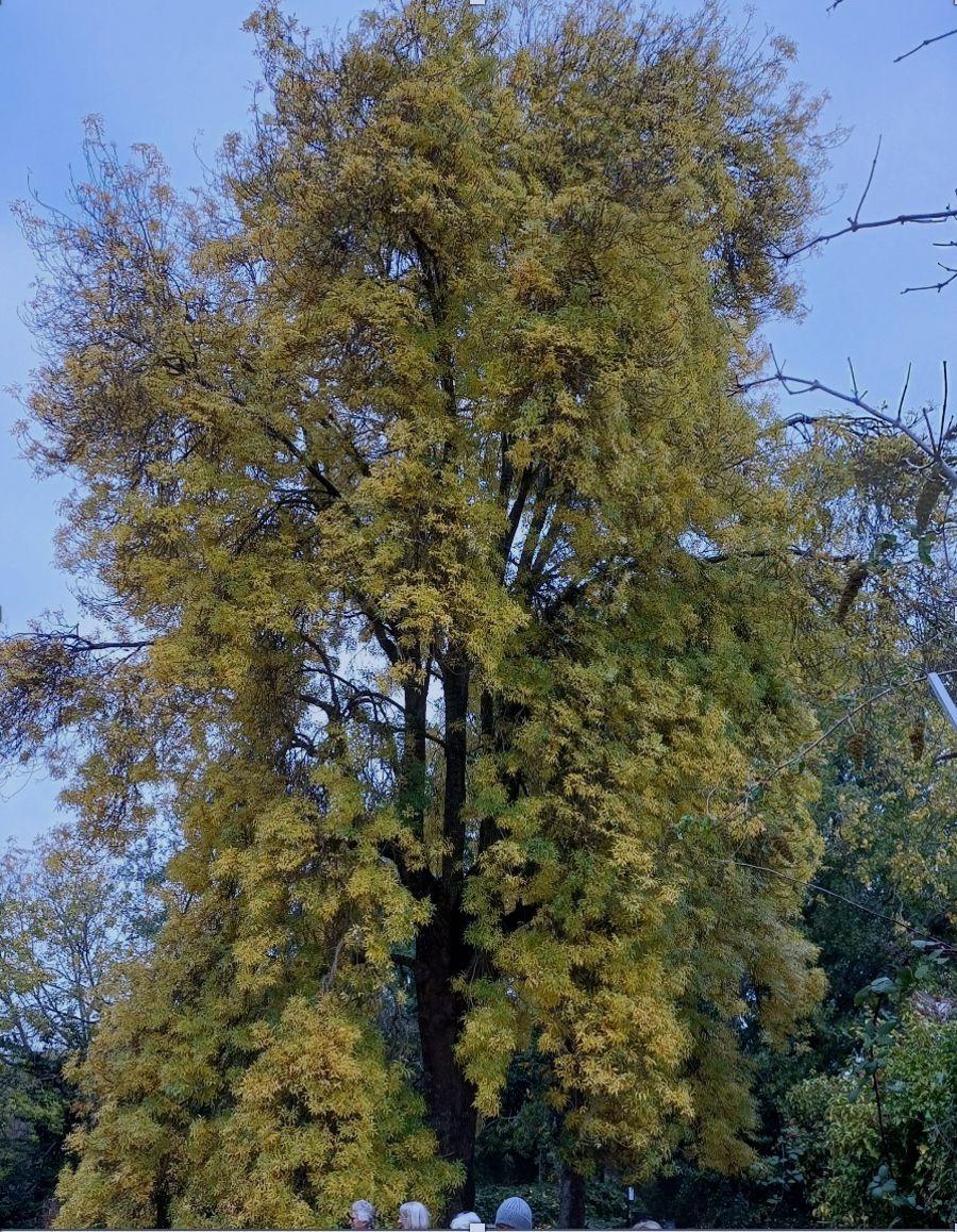 Lewes Urban Arboretum self-guided tree Walk, October 12th, 2025