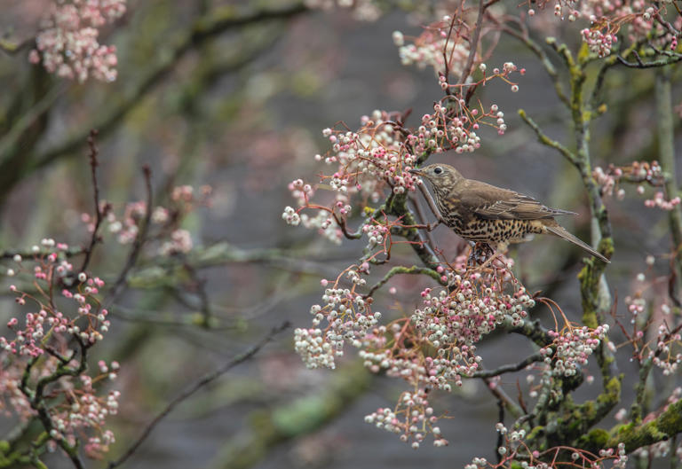 Berries which will make your garden a magnet for birds