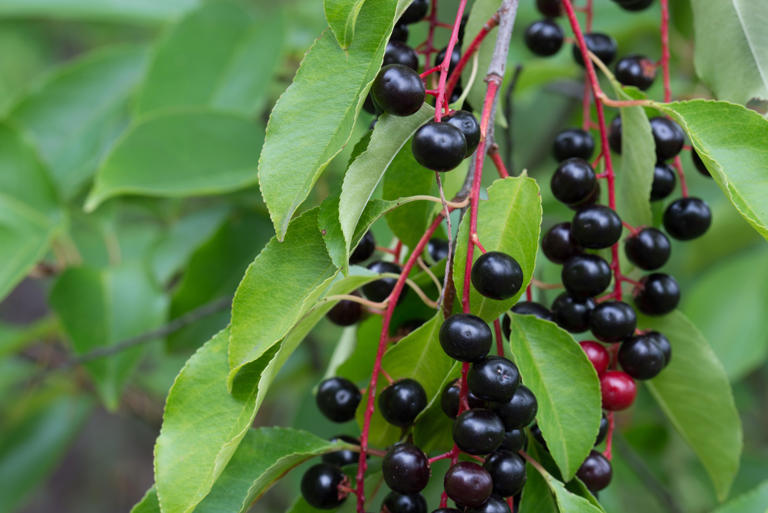Berries which will make your garden a magnet for birds