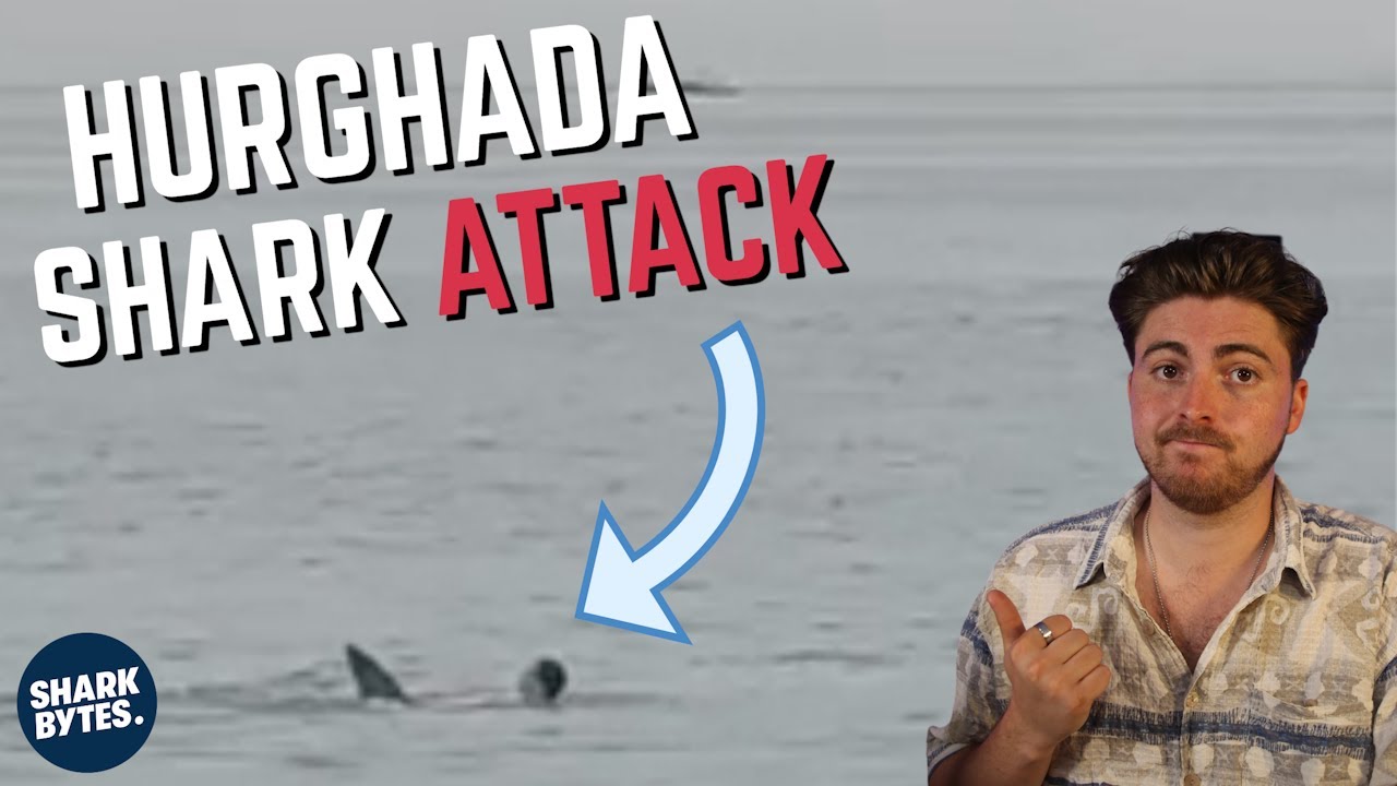 Shark scientist explains the Hurghada attack