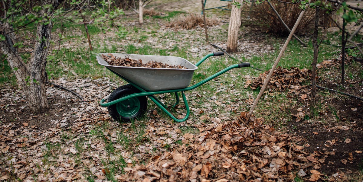 I'm not raking my leaves this year – and neither should you
