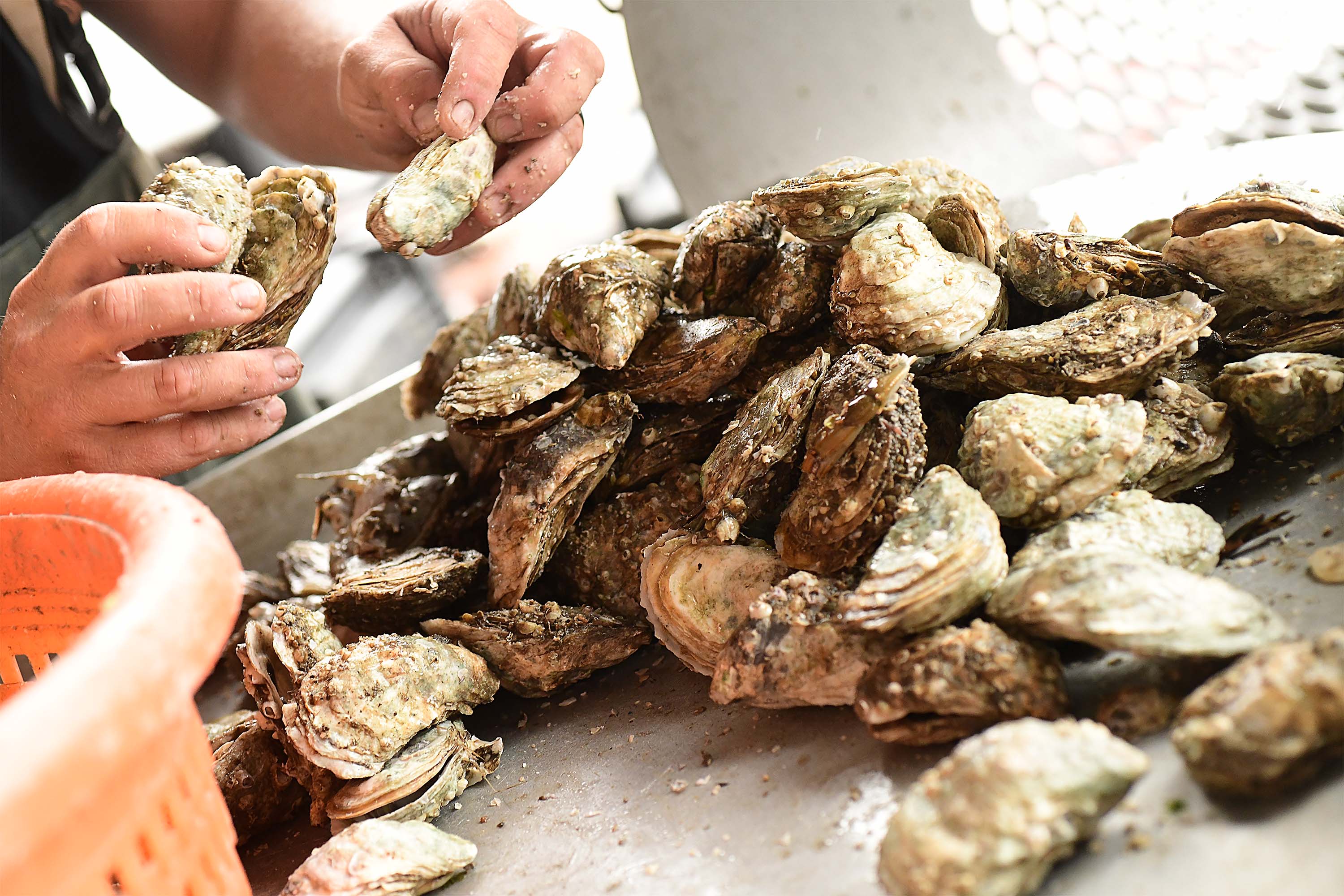 Pearl of the coast: How UNCW researchers are helping NC's oyster and ...