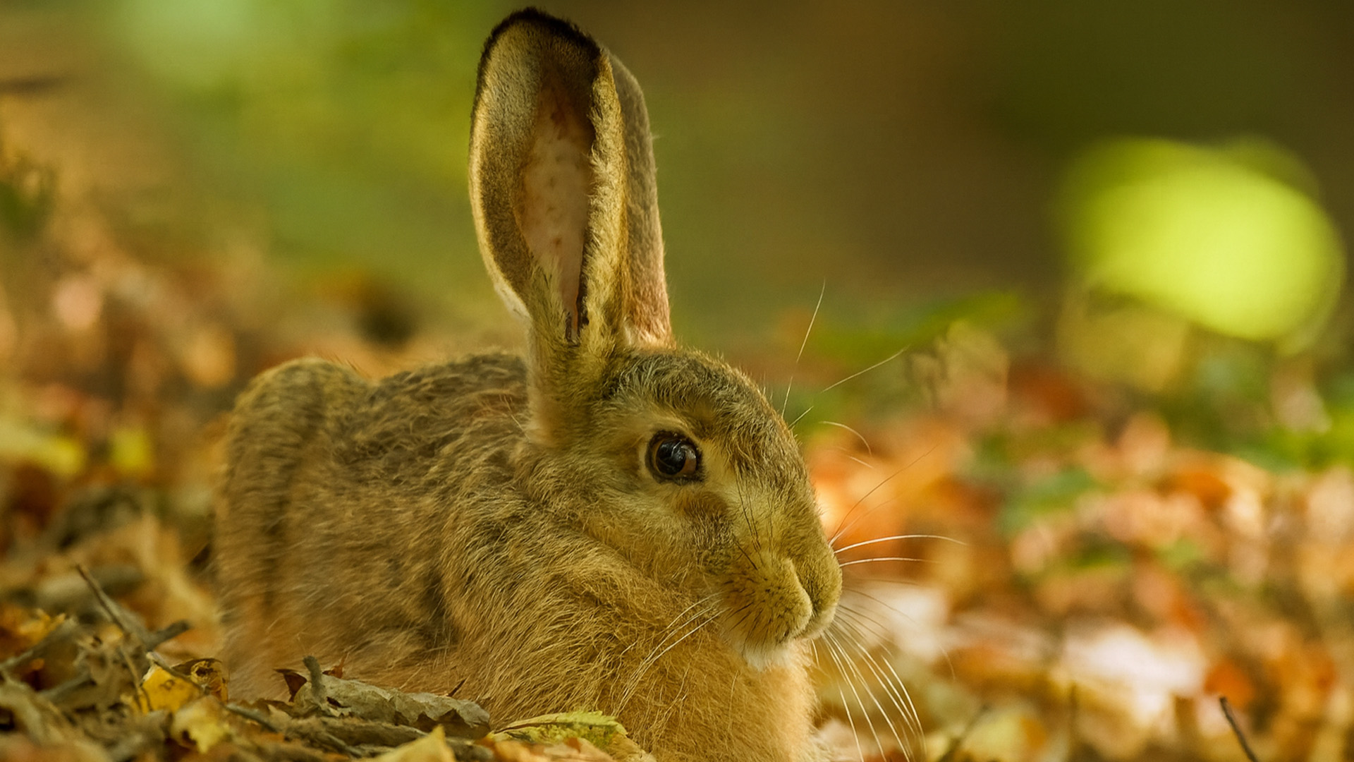 Encounter With a European Hare in the Wild