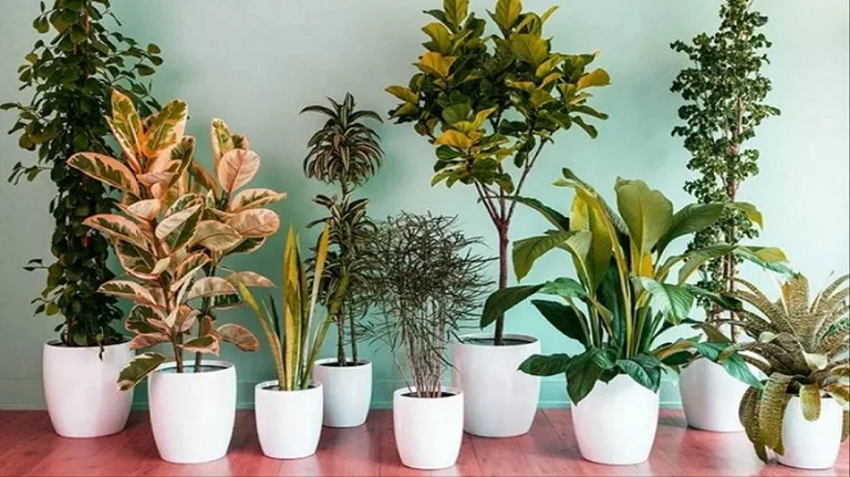 Health Tips - Plant the most oxygen-producing plants in your home today.