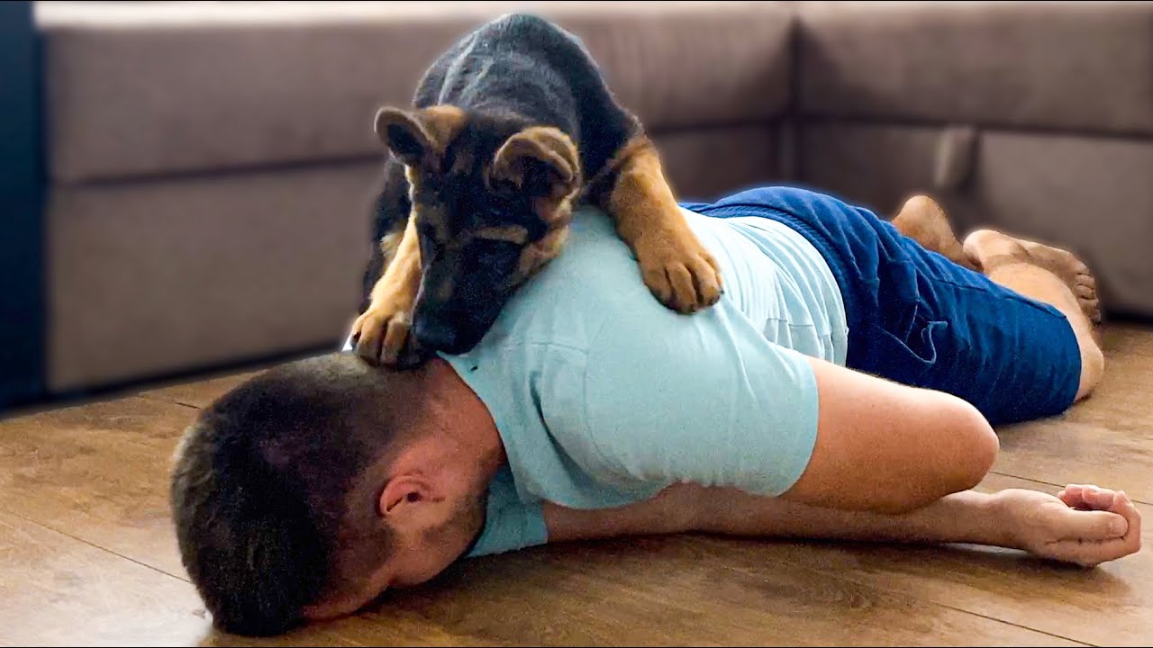 German Shepherd Puppy Reacts to Owner’s Funny Prank