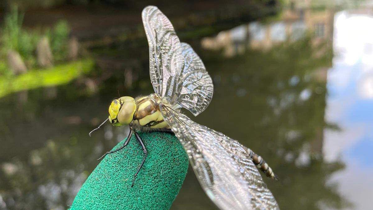 Floating garden offers safe haven for wildlife