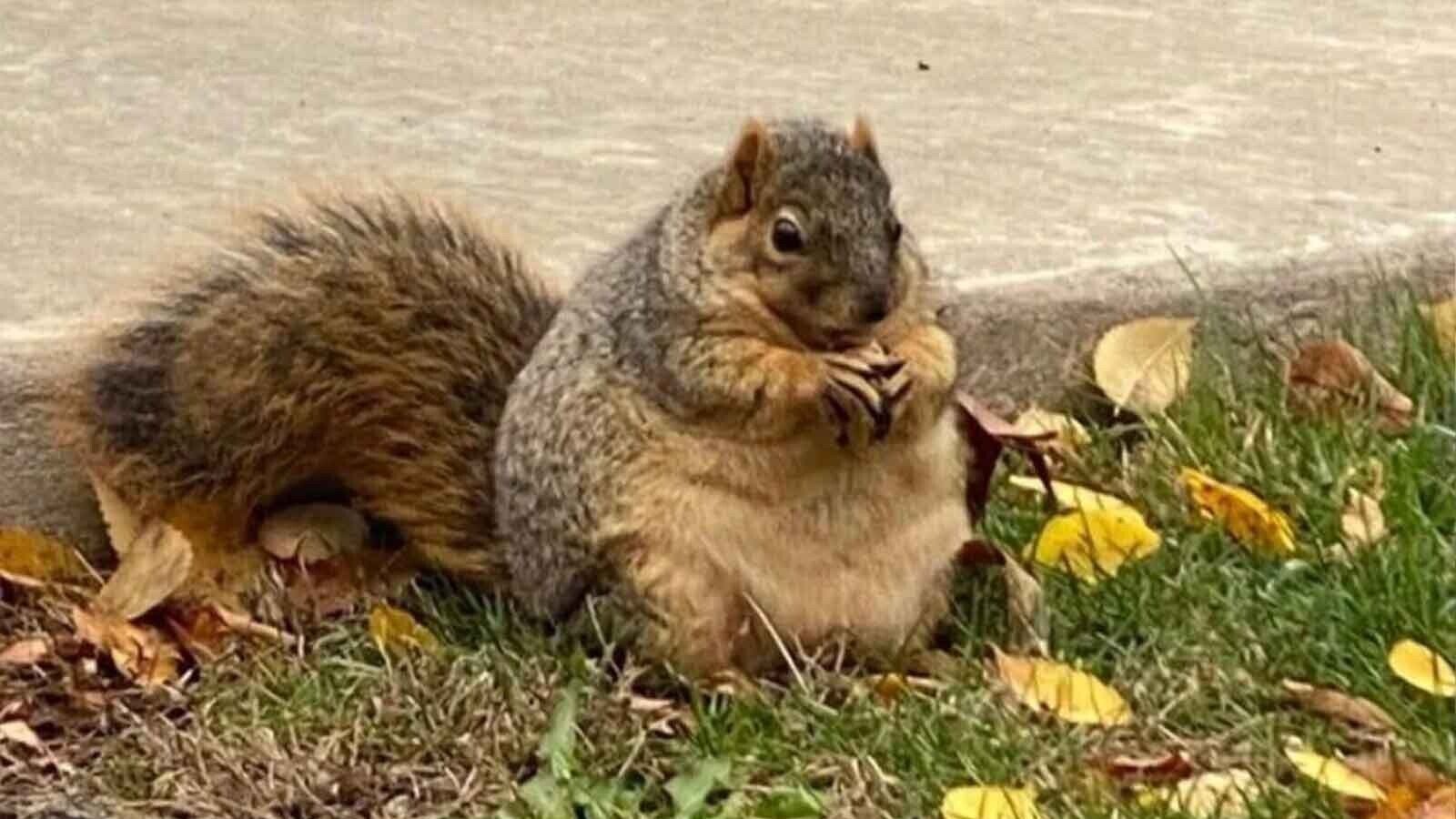 Lucky Squirrels That Hit the Pre-Hibernation Jackpot