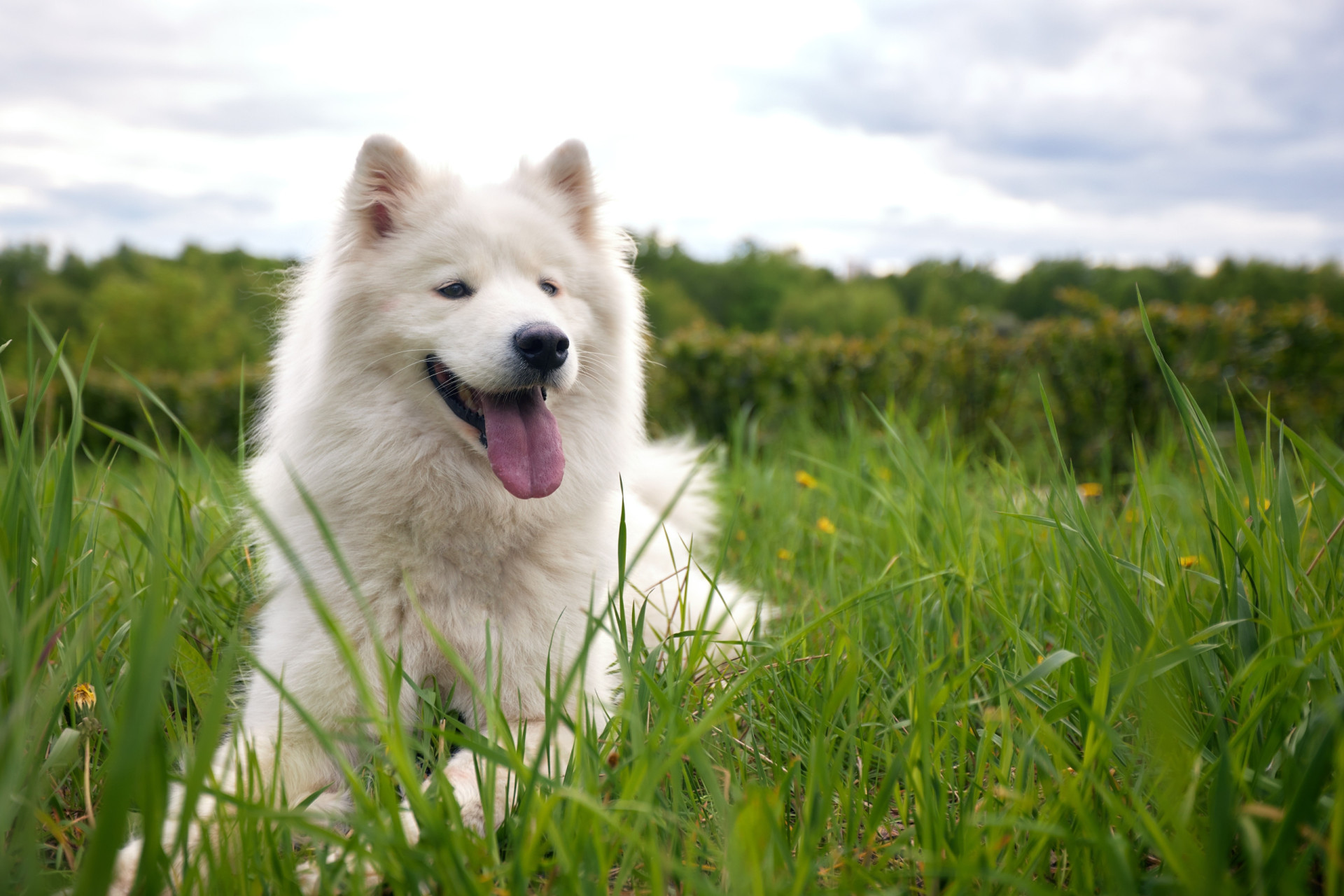 How different are these white dog breeds?