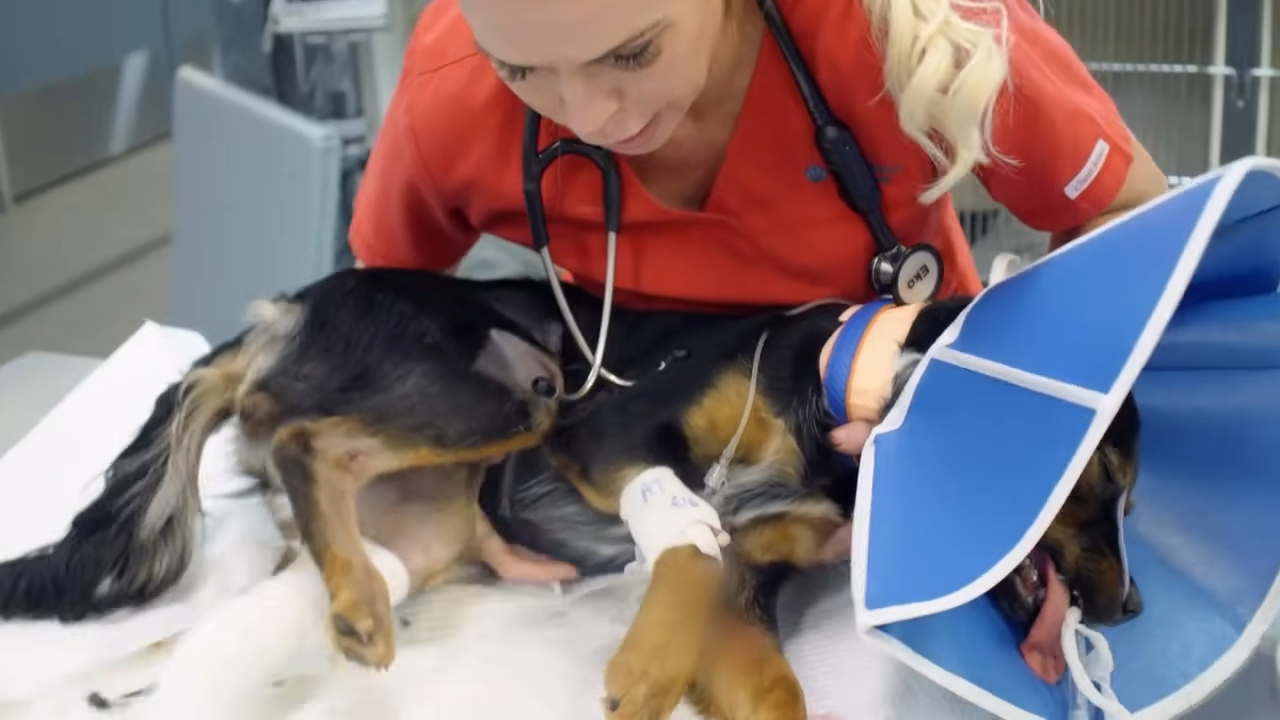 What happens when pets are hurt in car accidents