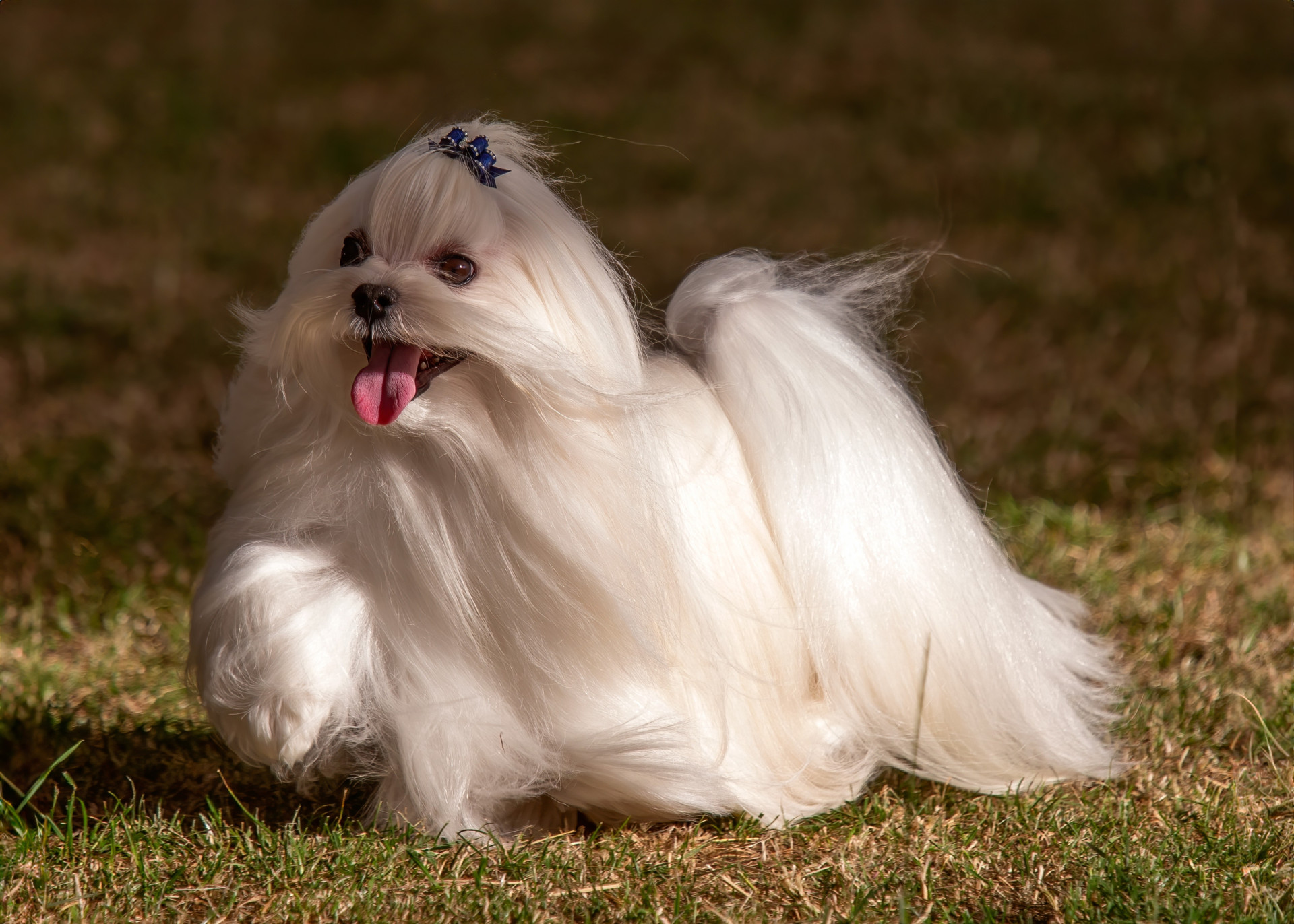 How different are these white dog breeds?