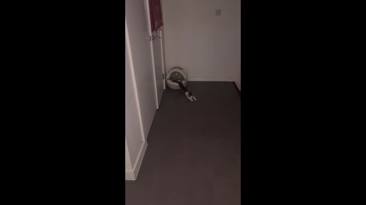 Lazy cat refuses to get up after nap in London, England, UK