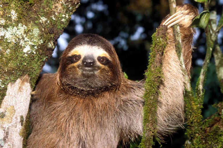 Yes, sloths can swim. Watch this!
