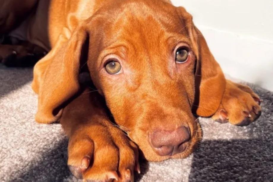 Police make arrest and three dogs seized after attack in Peterborough ...