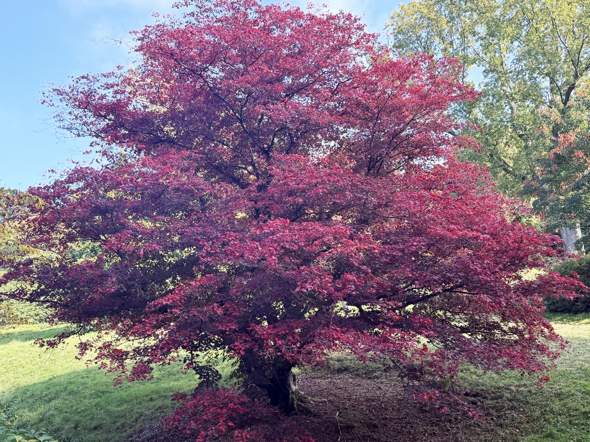 In photos: rich autumn colours at High Beeches Woodland and Water ...