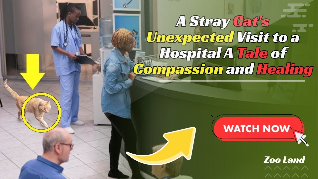 Injured Cat Limps into Hospital – Nurse’s Reaction Will Make You Cry